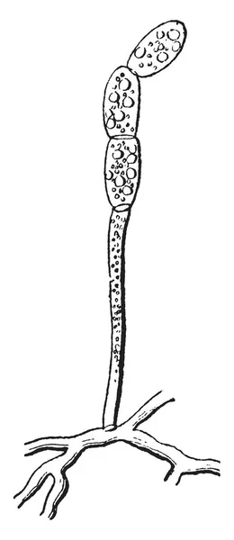 20 Conidia Vector Images - Free & Royalty-free Conidia Vectors ...