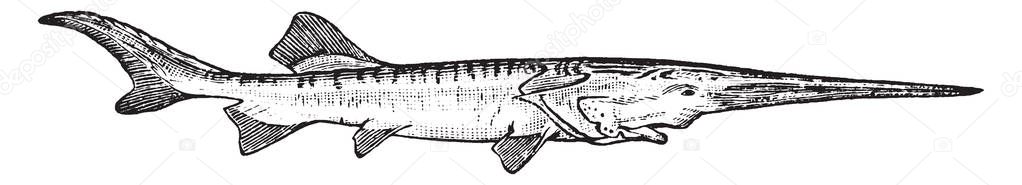16 Paddlefish Vector Images, Paddlefish Illustrations | Depositphotos