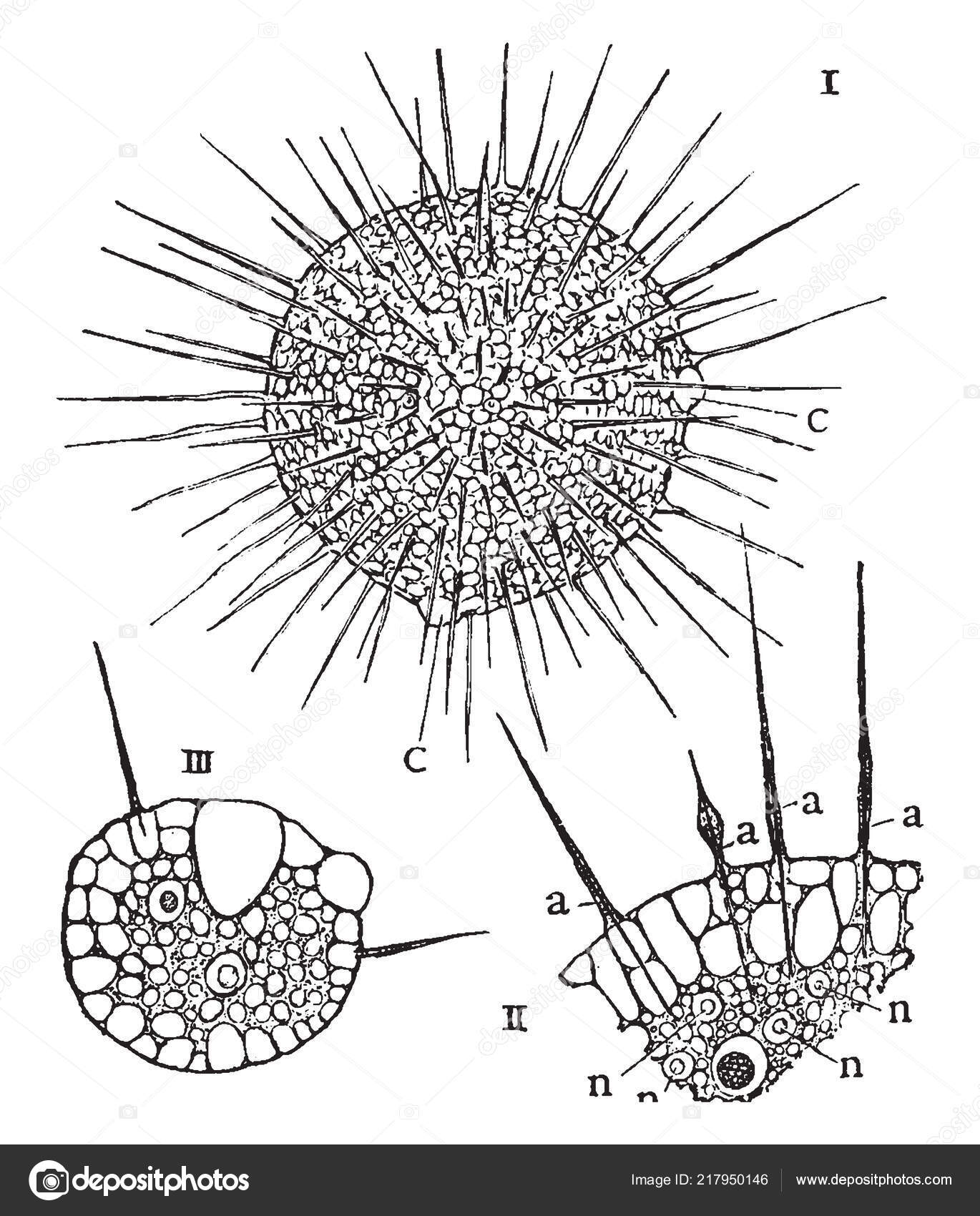 Actinosphrium Portion Periphery More Magnified Four Still Pseudopodia ...