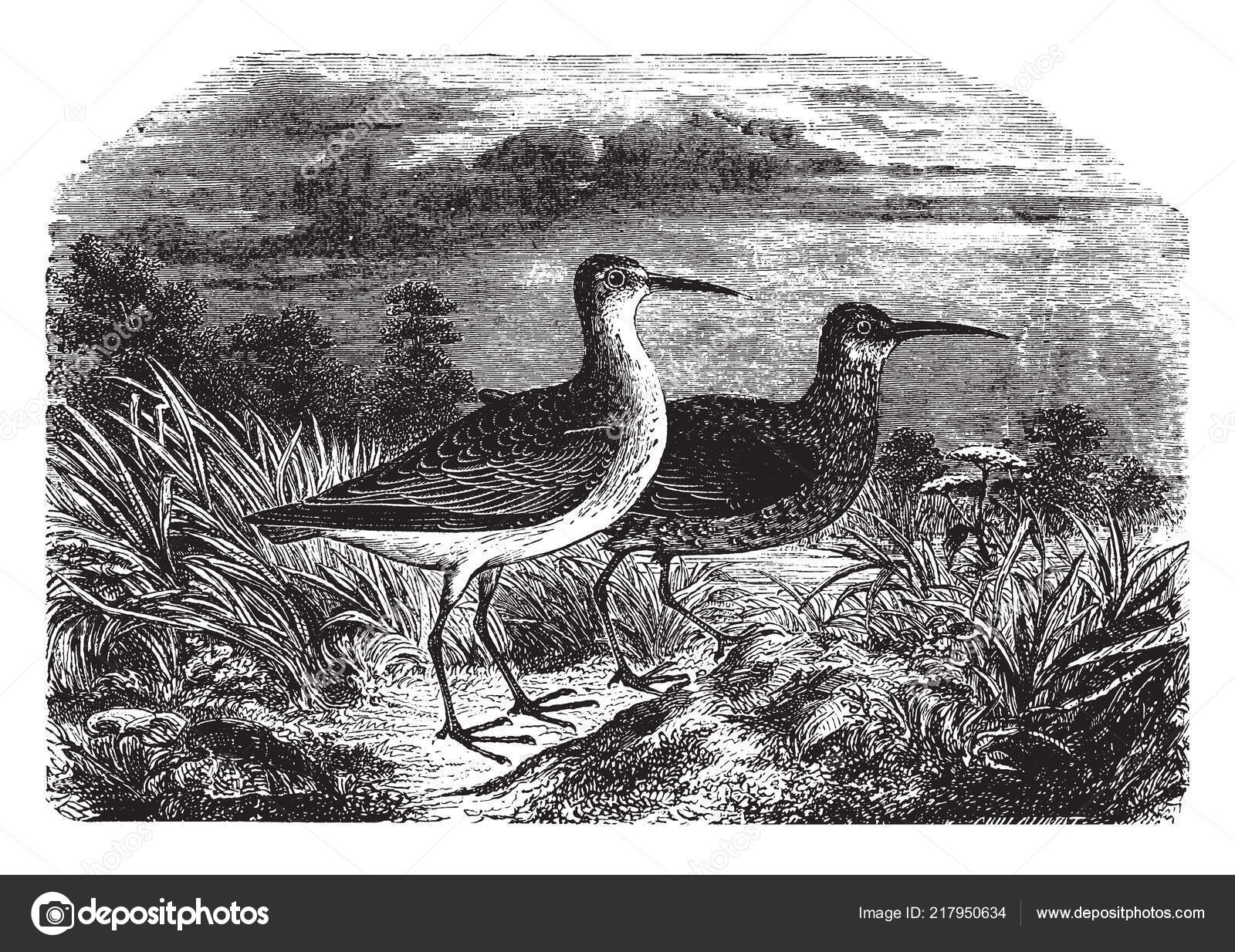 Curlew Sandpipers Averaging Eight Inches Length Vintage Line Drawing ...