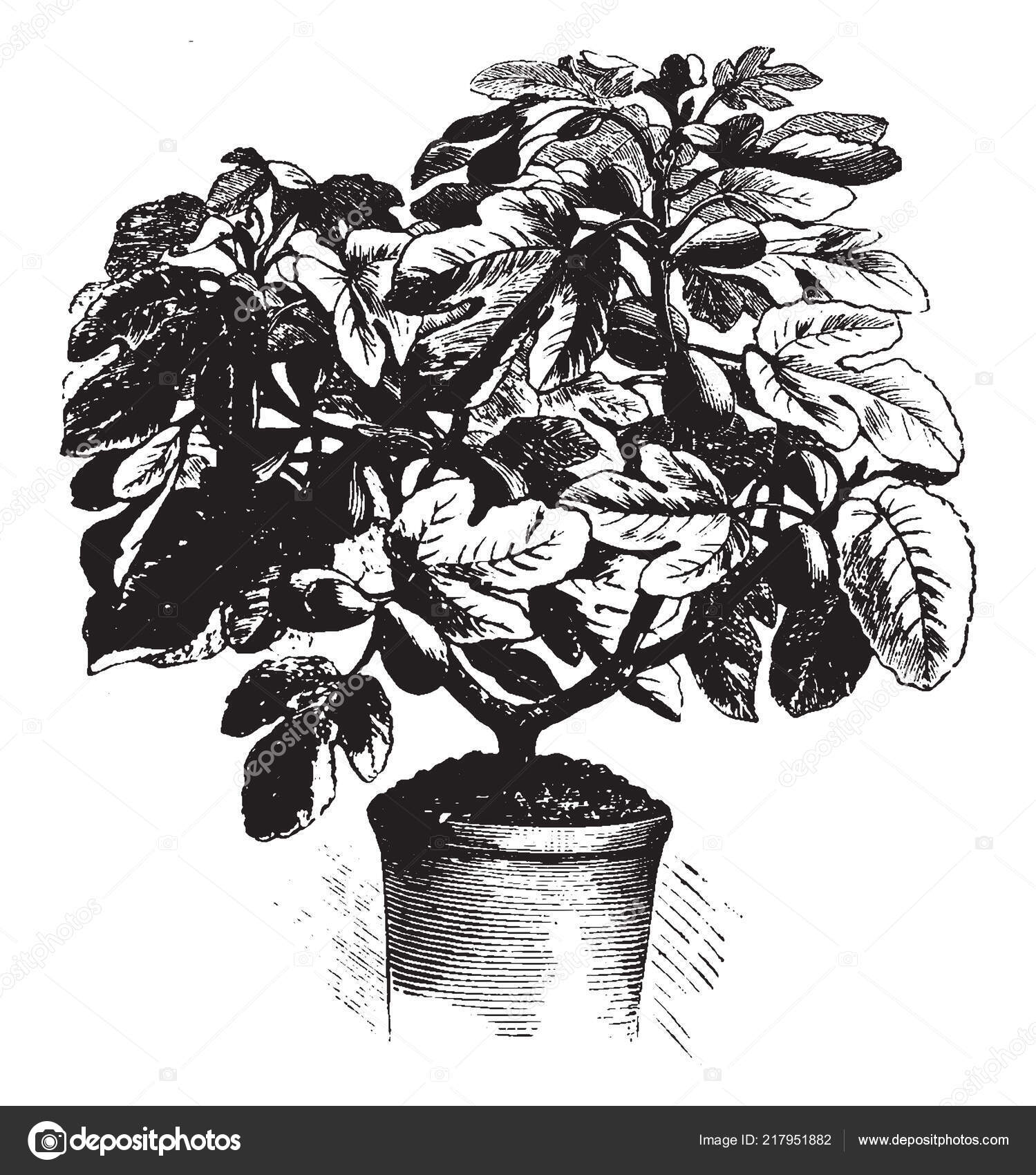 Small Plant Fig Tree Vintage Line Drawing Engraving Illustration Stock ...