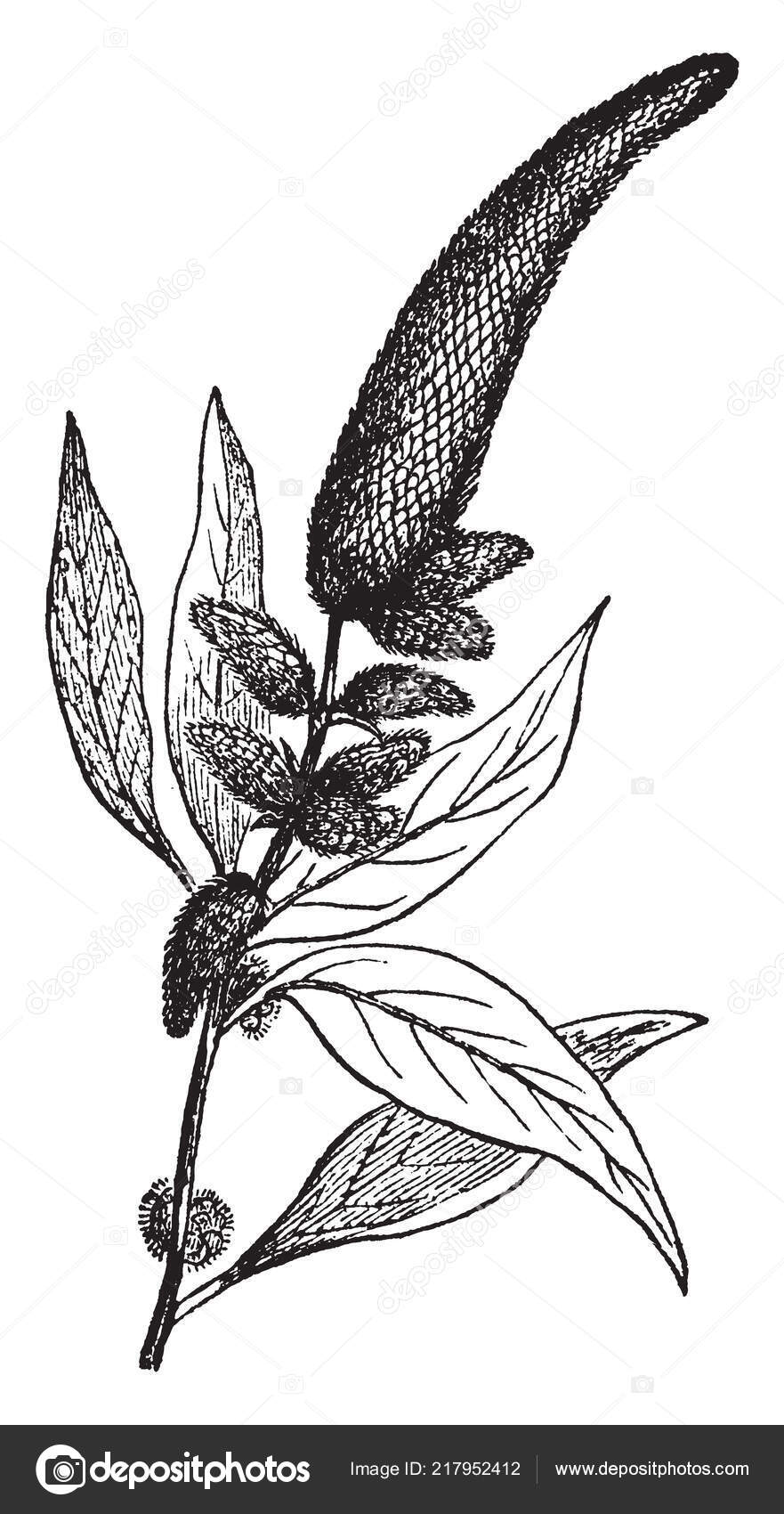 Picture Shows Amaranth Plants Cosmopolitan Genus Annual Short Lived ...