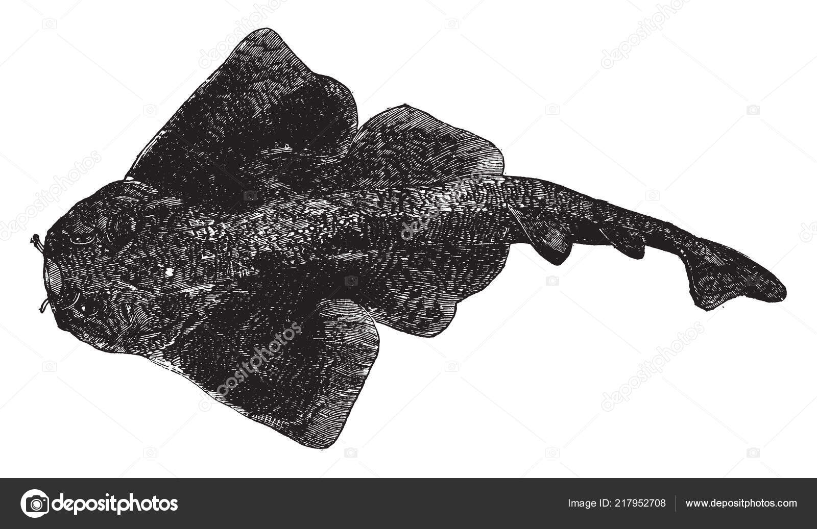 Angelfish Small Genus Freshwater Fish Family Cichlidae Vintage Line ...