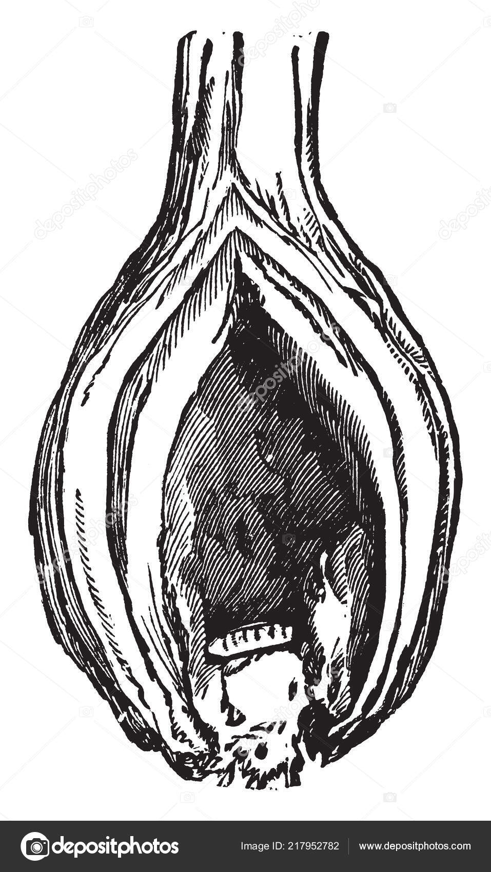 Onion Maggot Most Damaging Insect Pest Onions Throughout Northern Areas ...