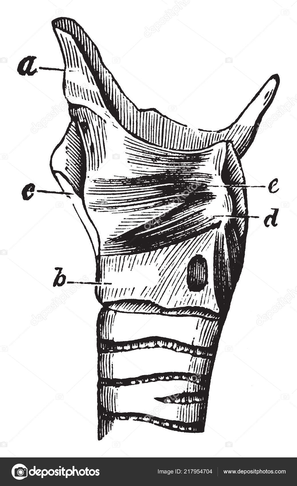 Epiglottis Pictures Larynx