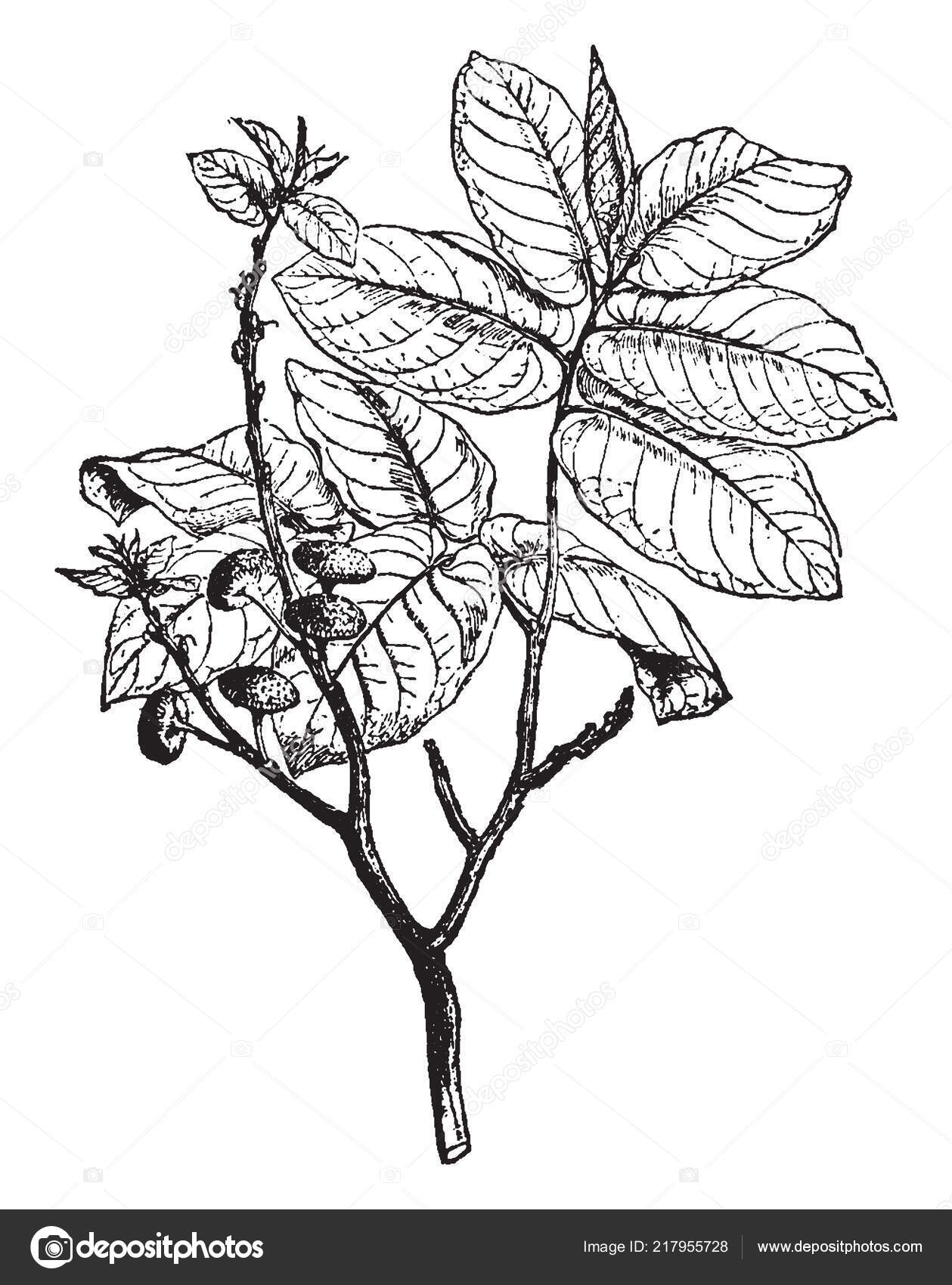 Tree Frame Called Upas Tree Branch Tree Has Leaves Nuts Stock Vector ...