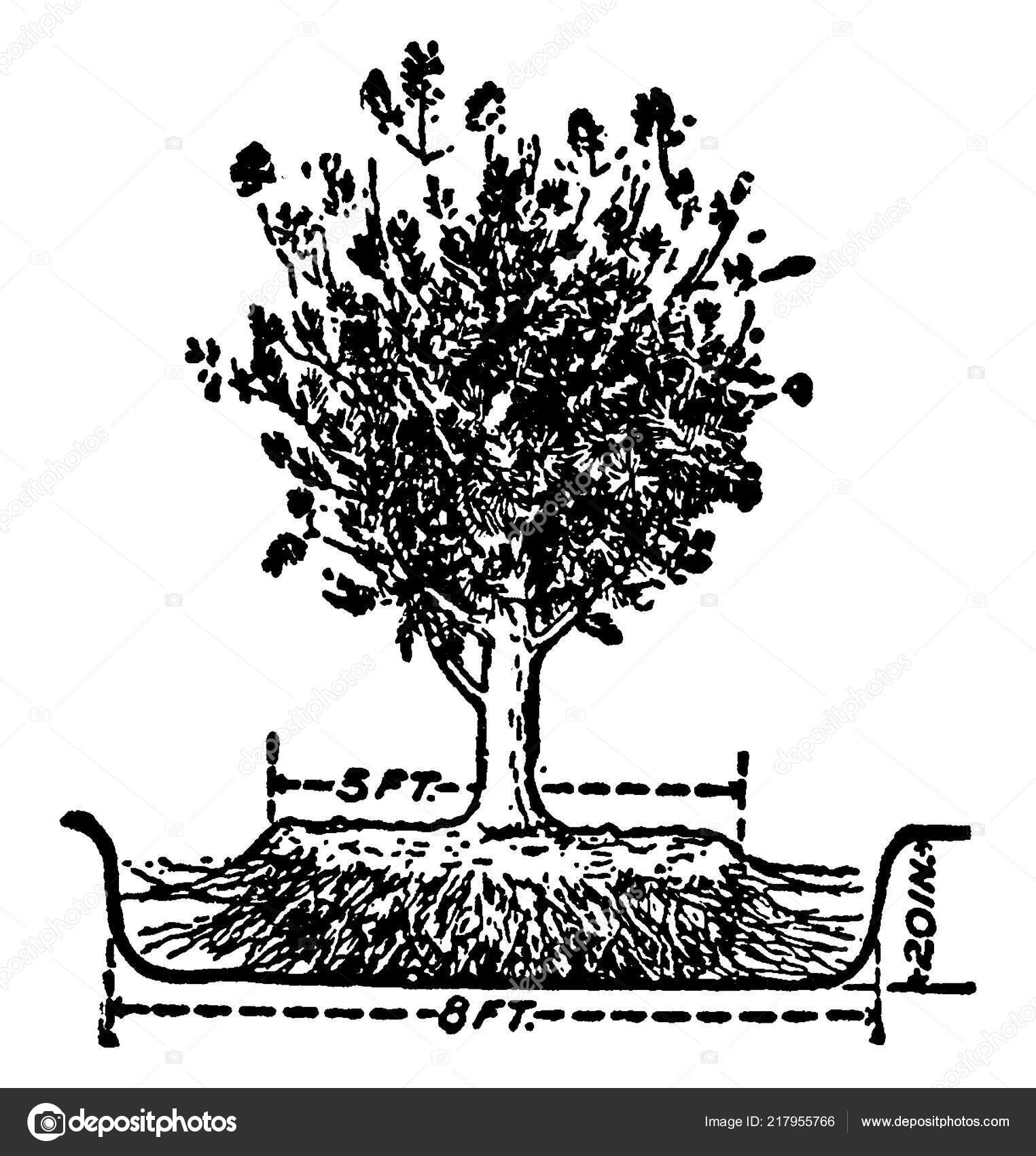 Picture Guide Digging Removal Evergreen Trees Vintage Line Drawing ...