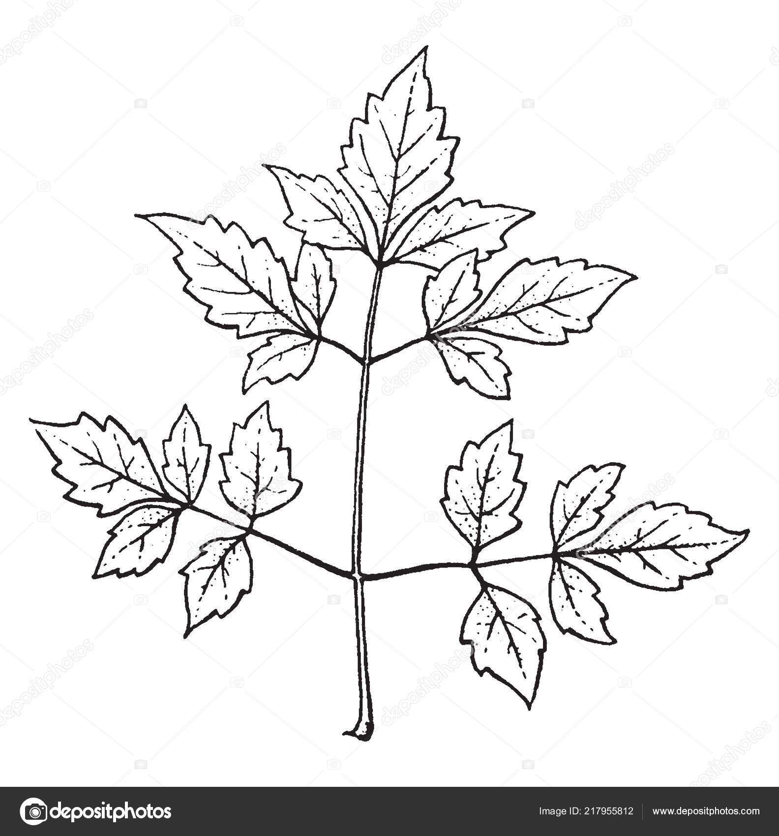 Image Compound Leaves Vintage Line Drawing Engraving Illustration Stock ...