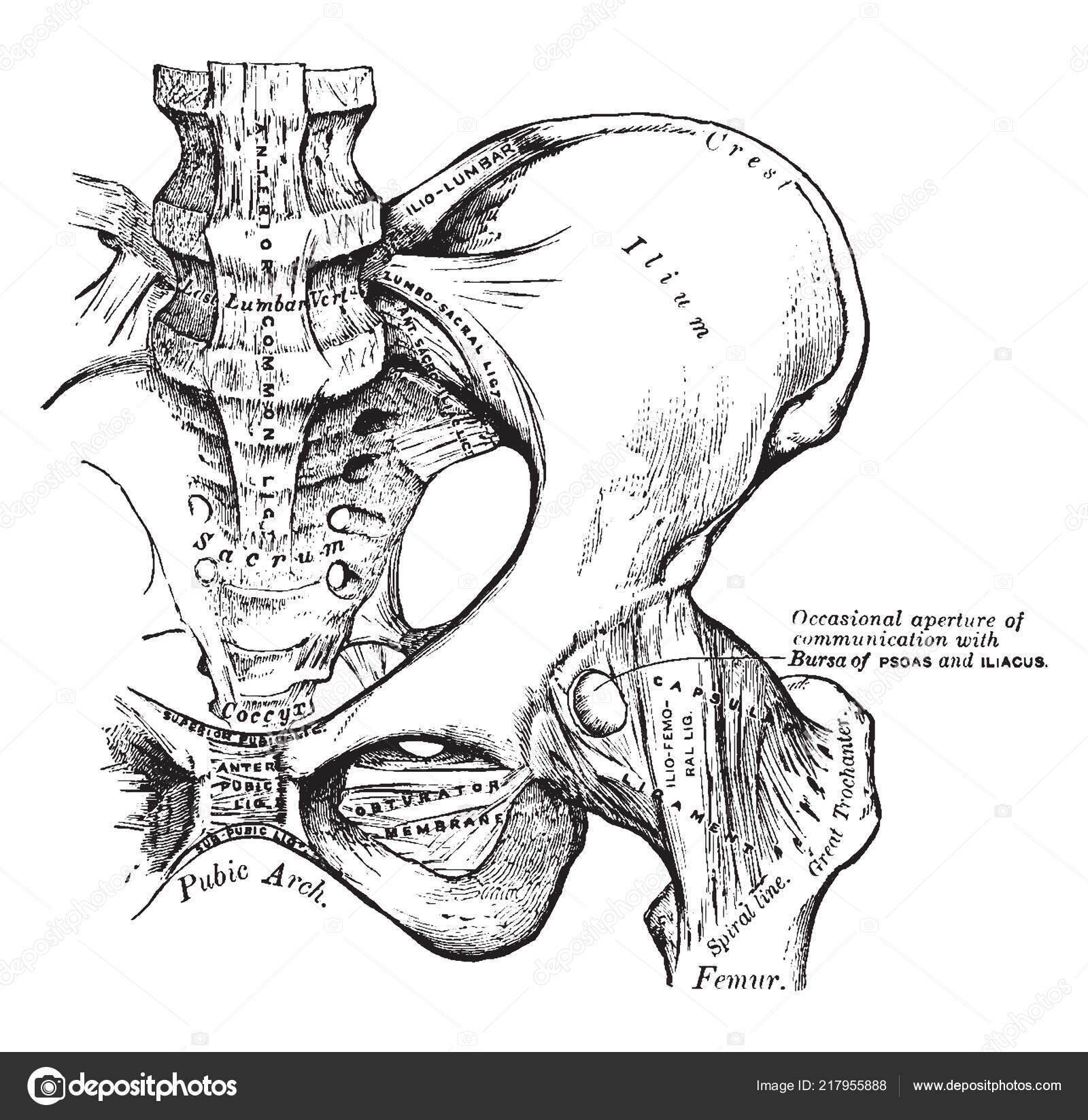Esta Ilustración Representa Pelvis Dibujo Línea Vintage Ilustración ...