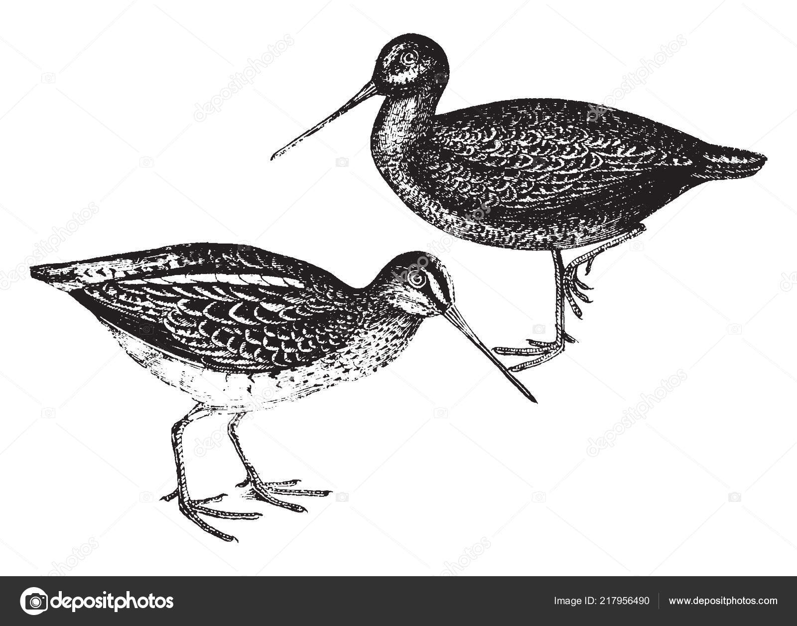 Snipe Occasionally Seen Flocks Vintage Line Drawing Engraving ...