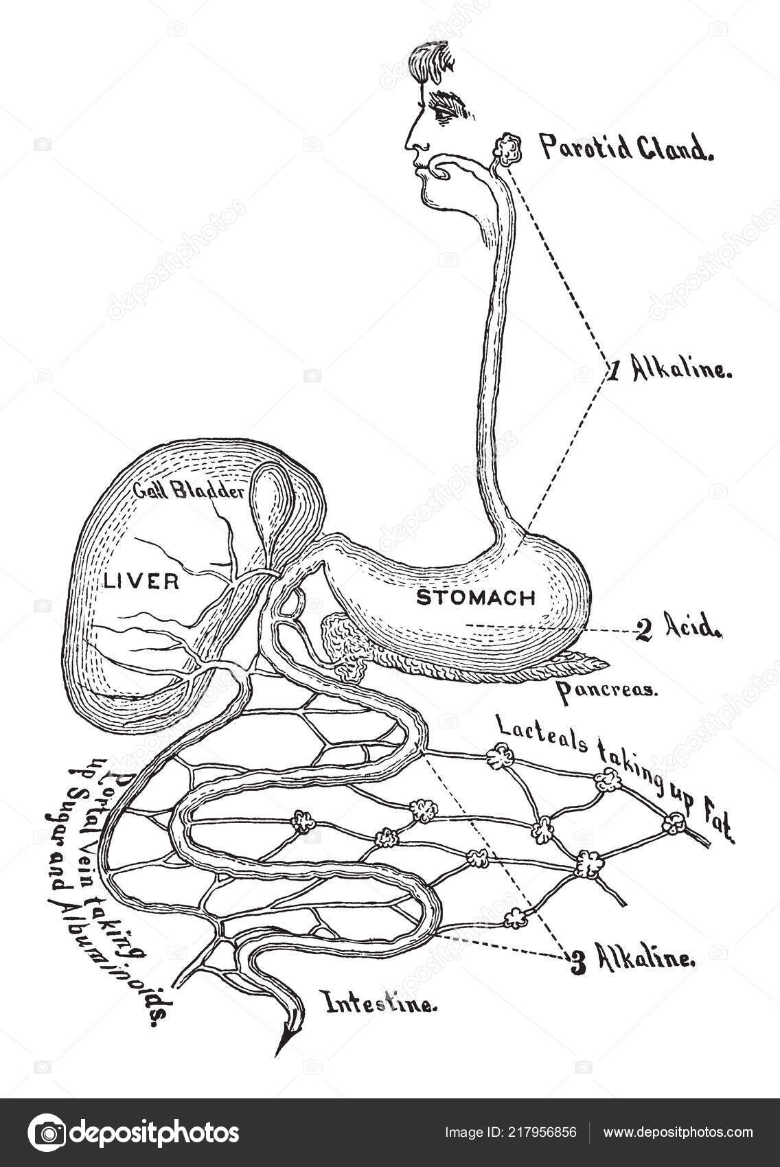 Digestive System Coloring Page Labeled