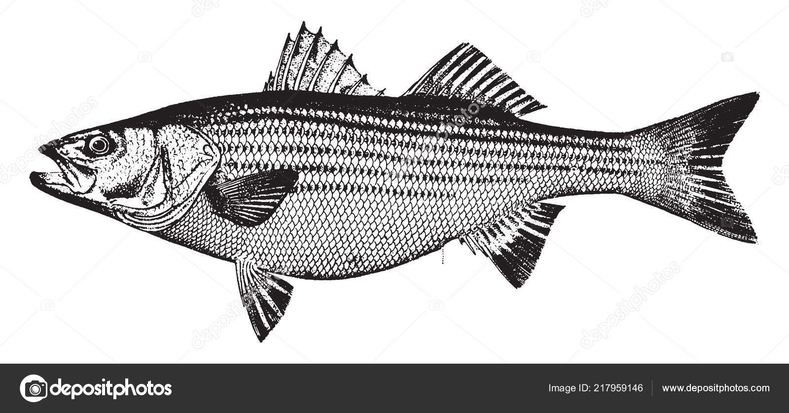 Striped Bass Drawing