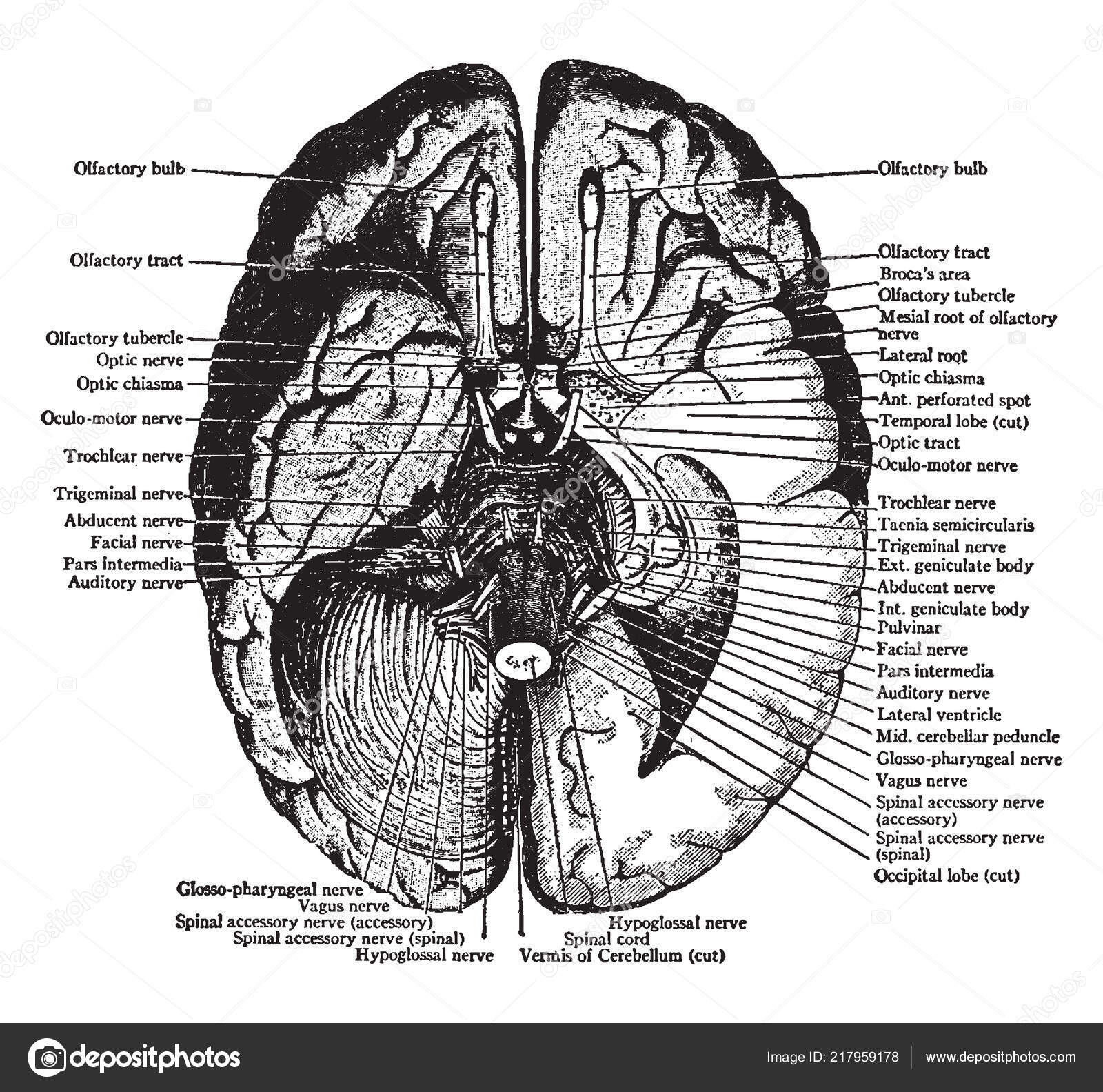 Vista Superficie Inferior Del Cerebro Con Parte Inferior Los Lóbulos ...