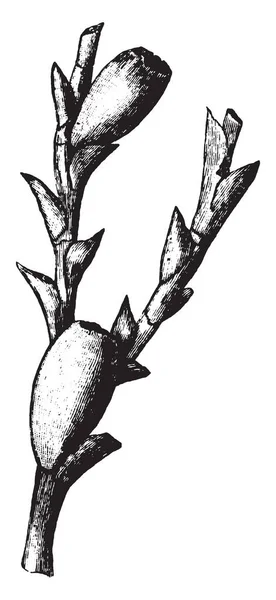 12 Hydroids Vector Images | Depositphotos