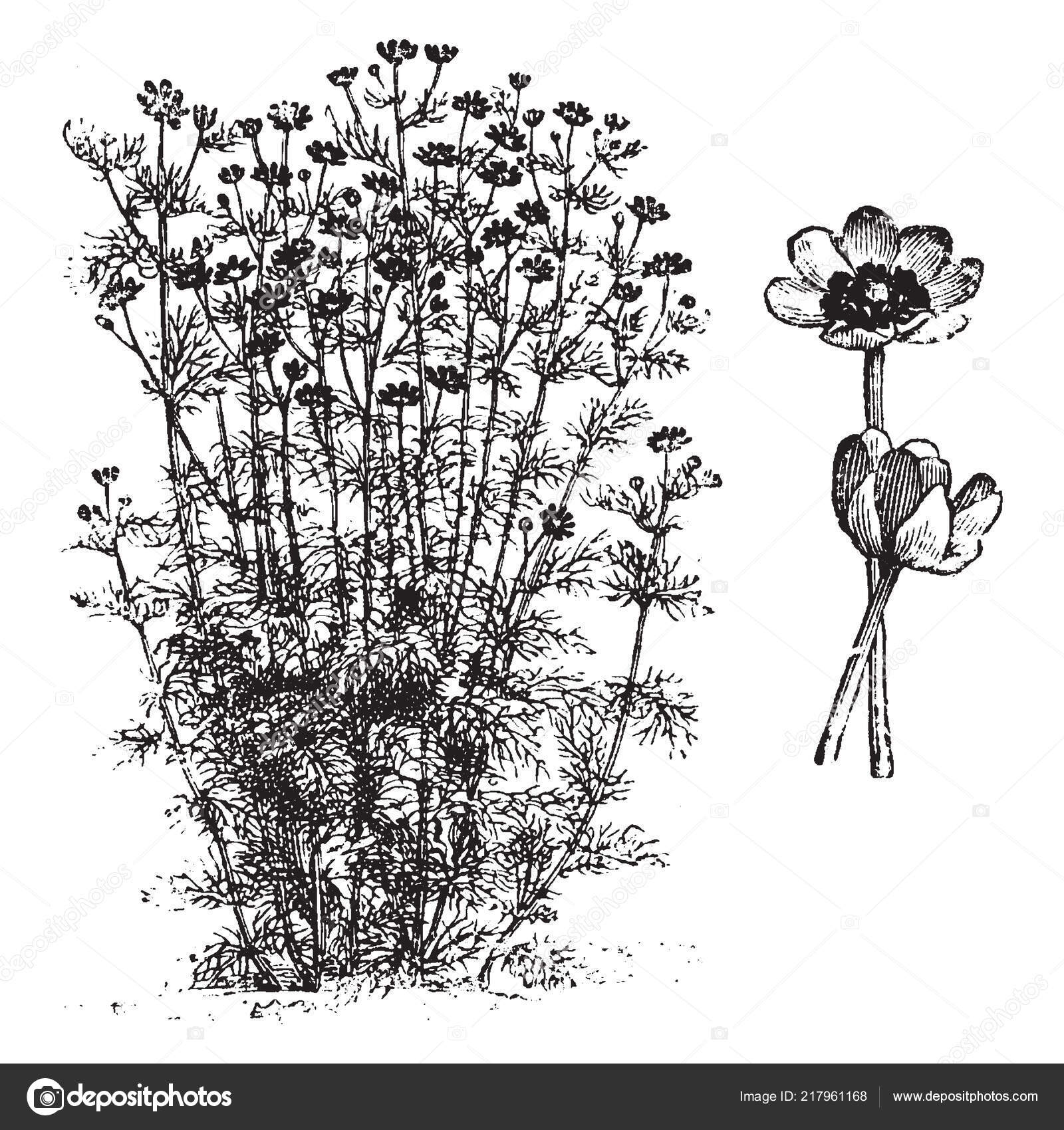 Adonis Flower Drawing