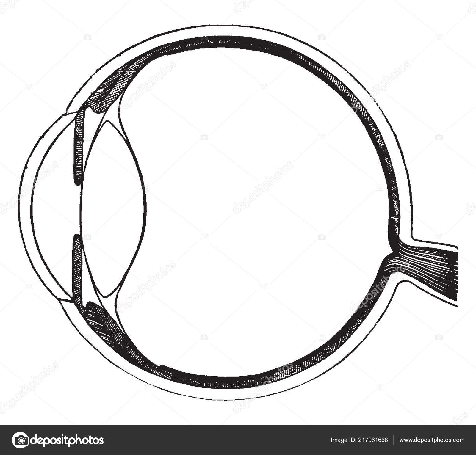 Illustration Represents Vertical Section Eyeball Vintage Line Drawing ...
