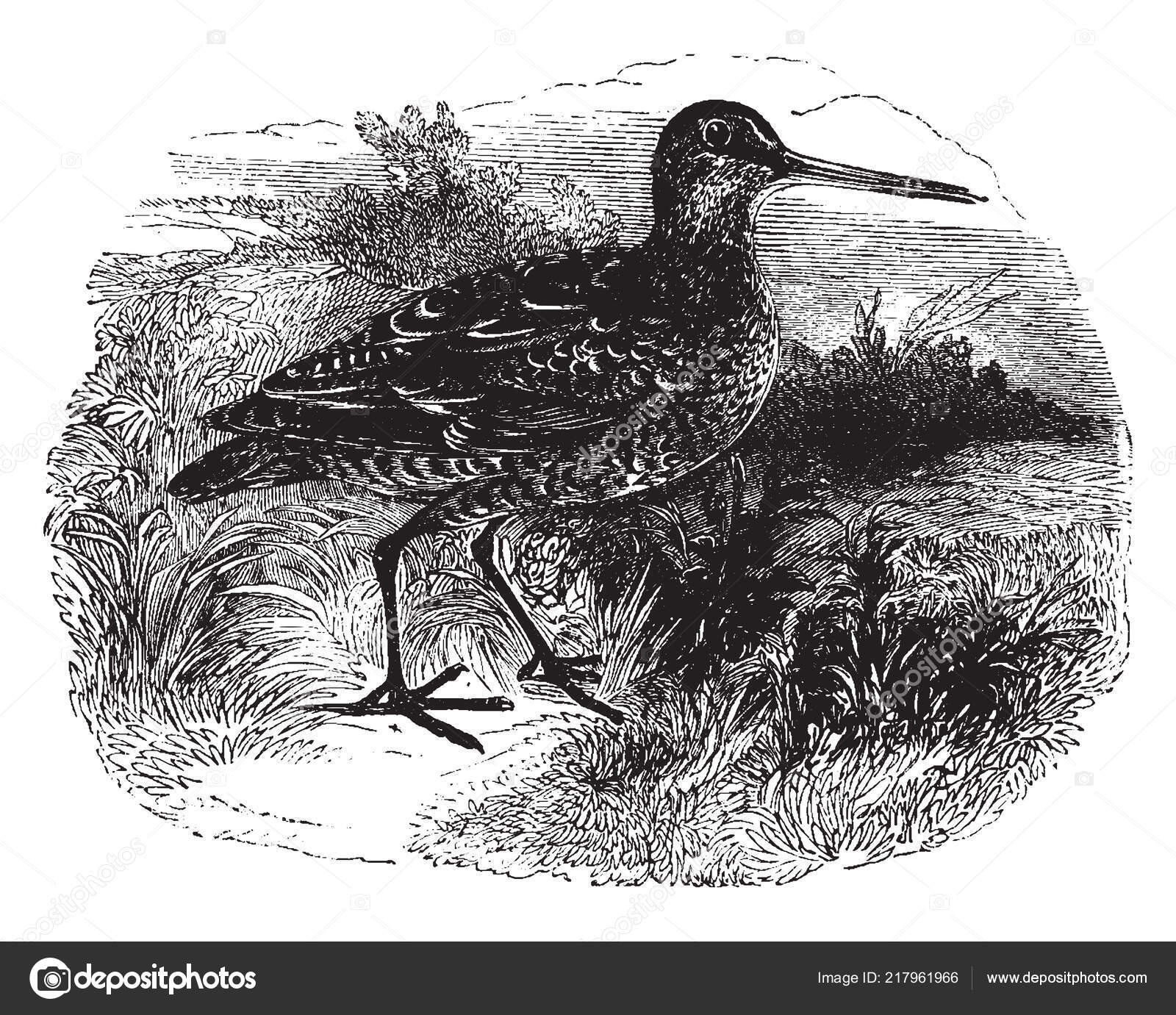 Double Snipe Also Known Solitary Snipe Vintage Line Drawing Engraving ...