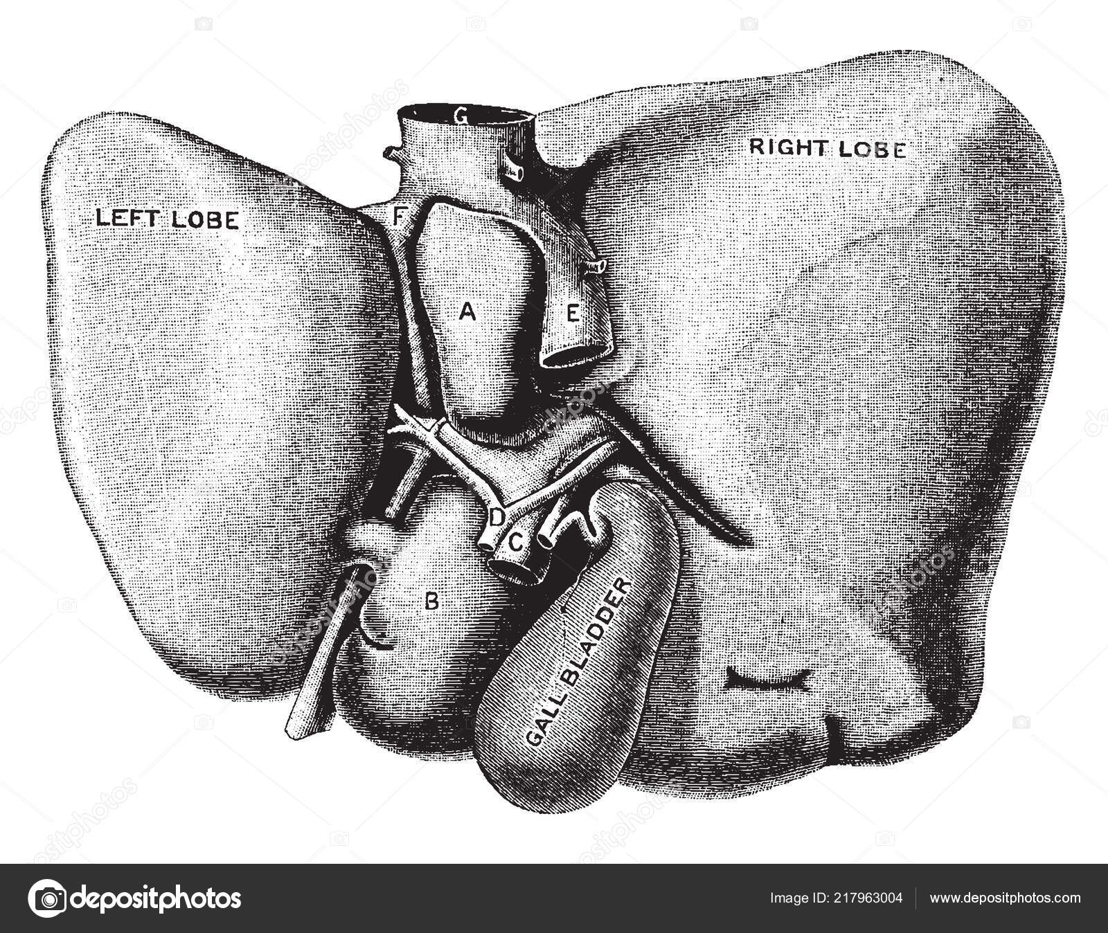 Illustration Represents Liver Vintage Line Drawing Engraving ...