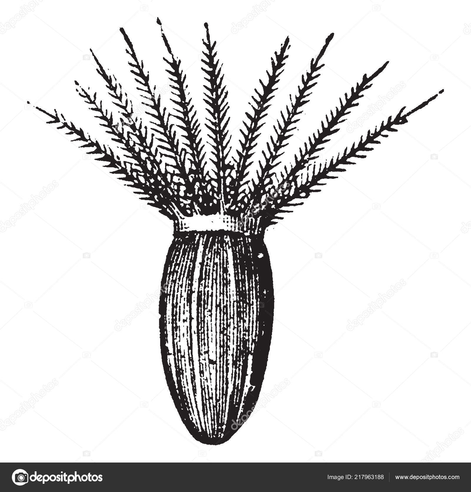 Illustration Valerian See Composite Flower Pappus Part Individual Disk ...