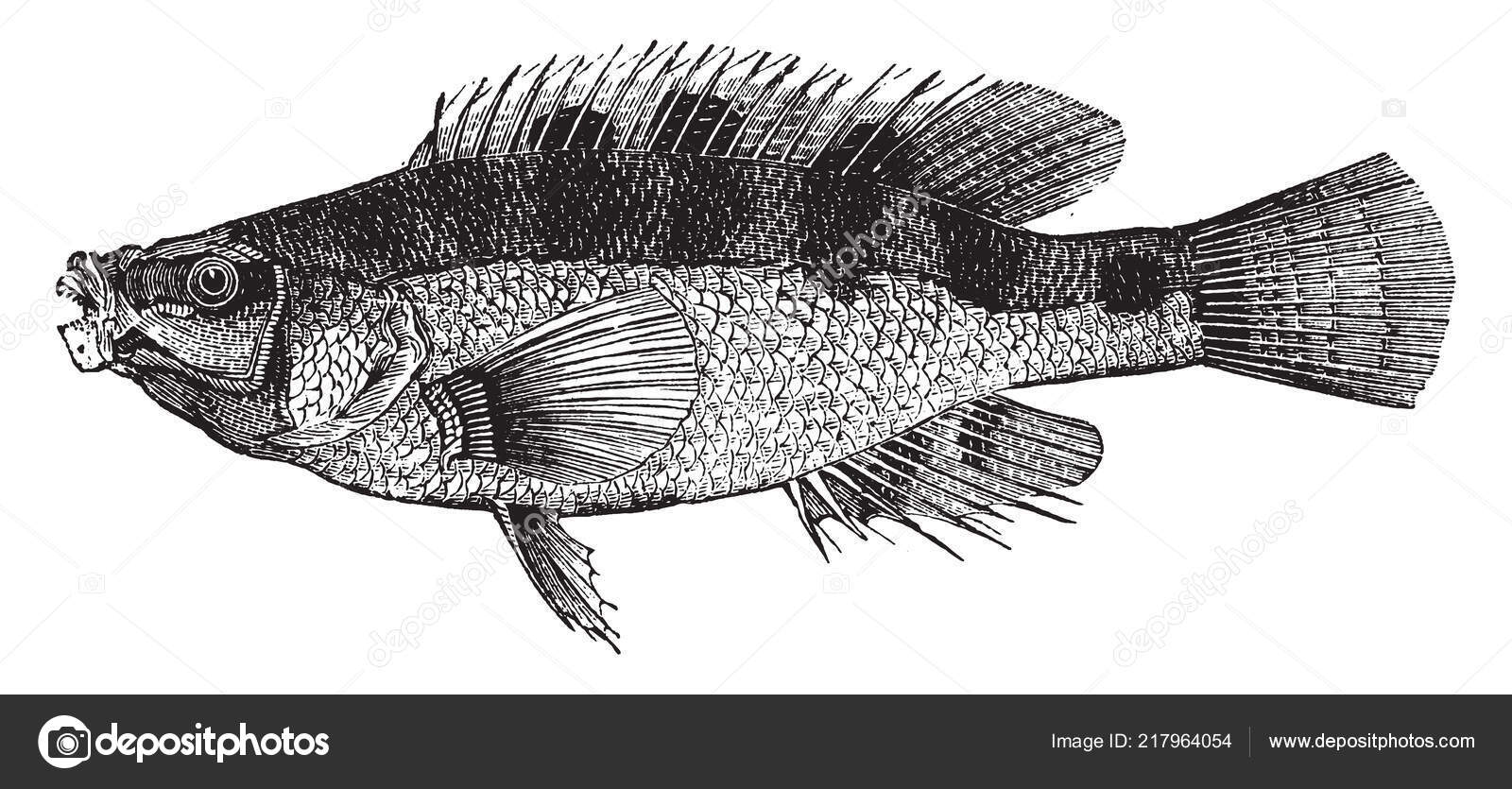 Goldfinny Two Five Inches Long Vintage Line Drawing Engraving ...