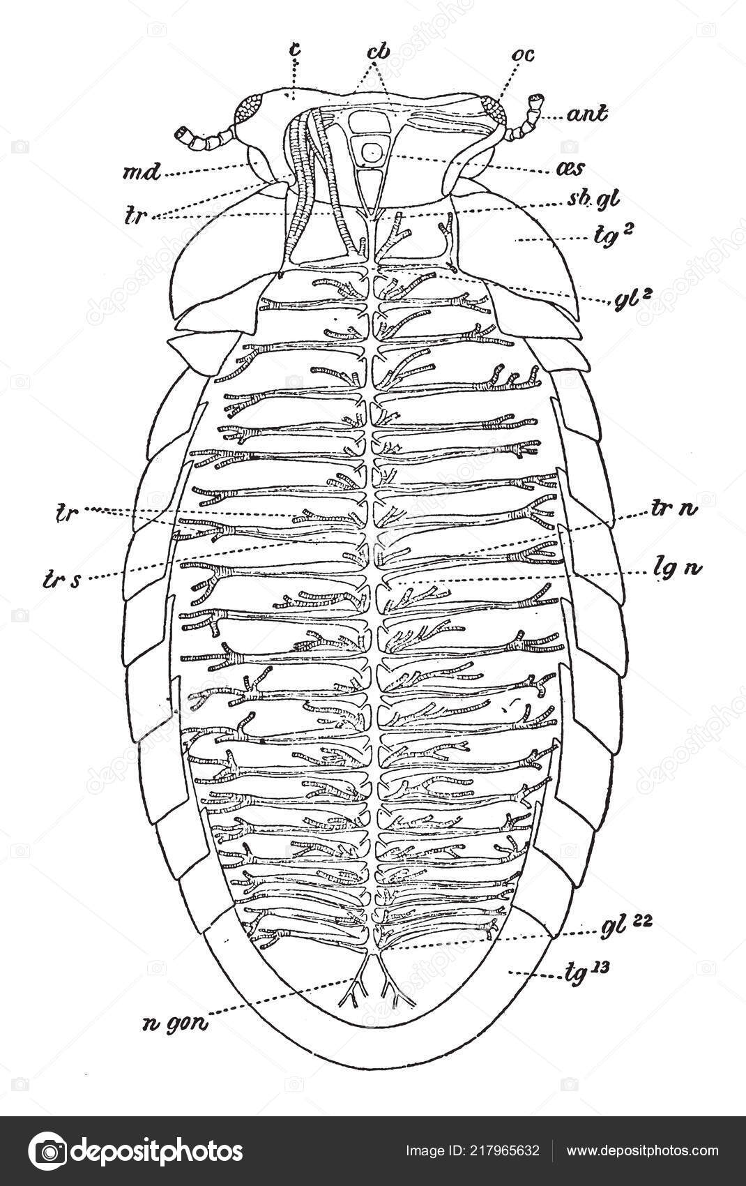 Insect Circulatory System Animation