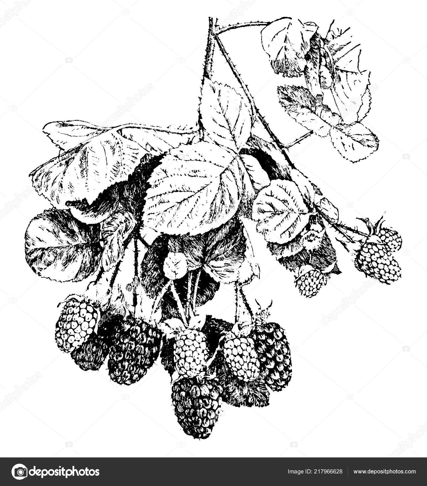Picture Showing Branch Loganberry Tree Its Fruit Which Result Cross ...