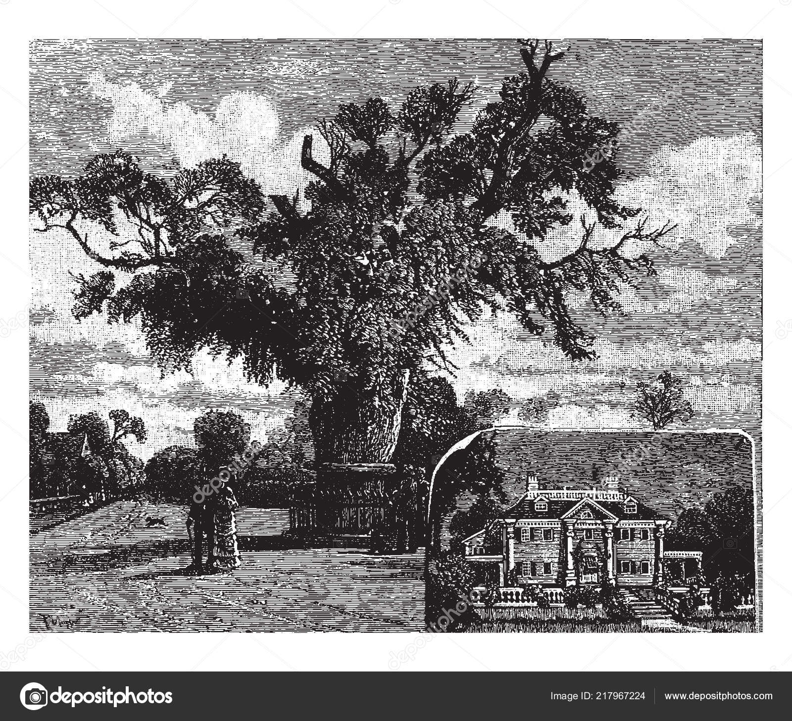 Form Identical Common Cambridge Big House Tree Elderly Couple Going ...