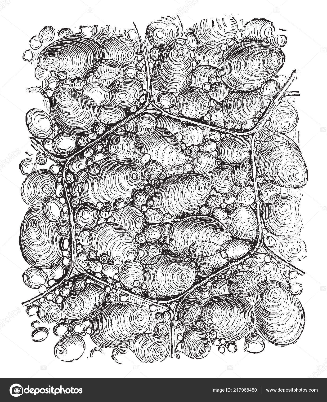 Potato Starch Starch Extracted Potatoes Vintage Line Drawing Engraving ...