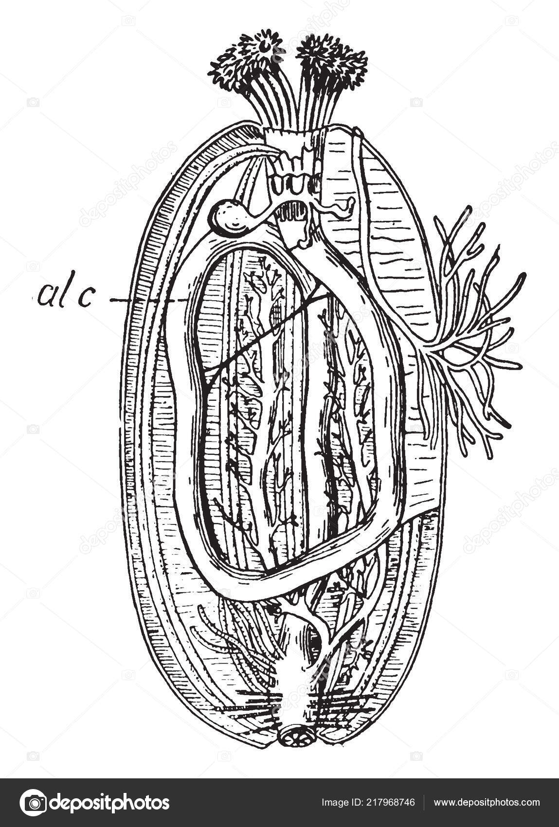 Sea Cucumbers Echinoderms Class Holothuroidea Vintage Line Drawing ...