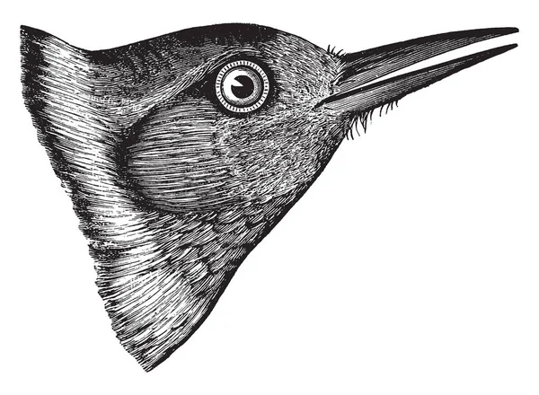 Esta Ilustración Representa Swift Beak Dibujo Línea Vintage Ilustración ...