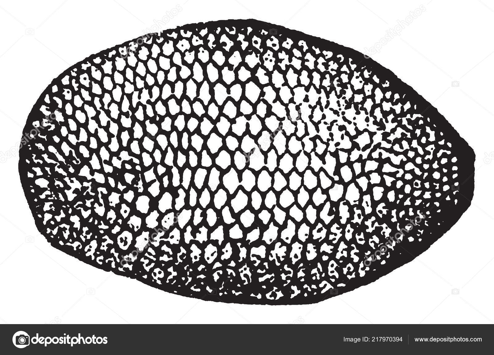 Beetles Group Insects Form Order Coleoptera Vintage Line Drawing ...