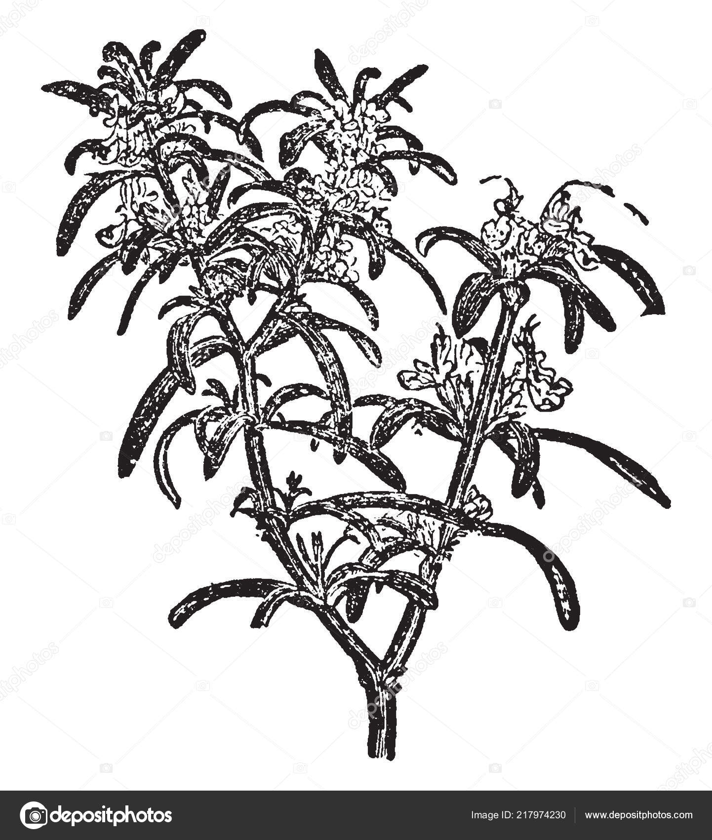 Picture That's Showing Rosemary Pant Lamiaceae Family Flowers Blue ...
