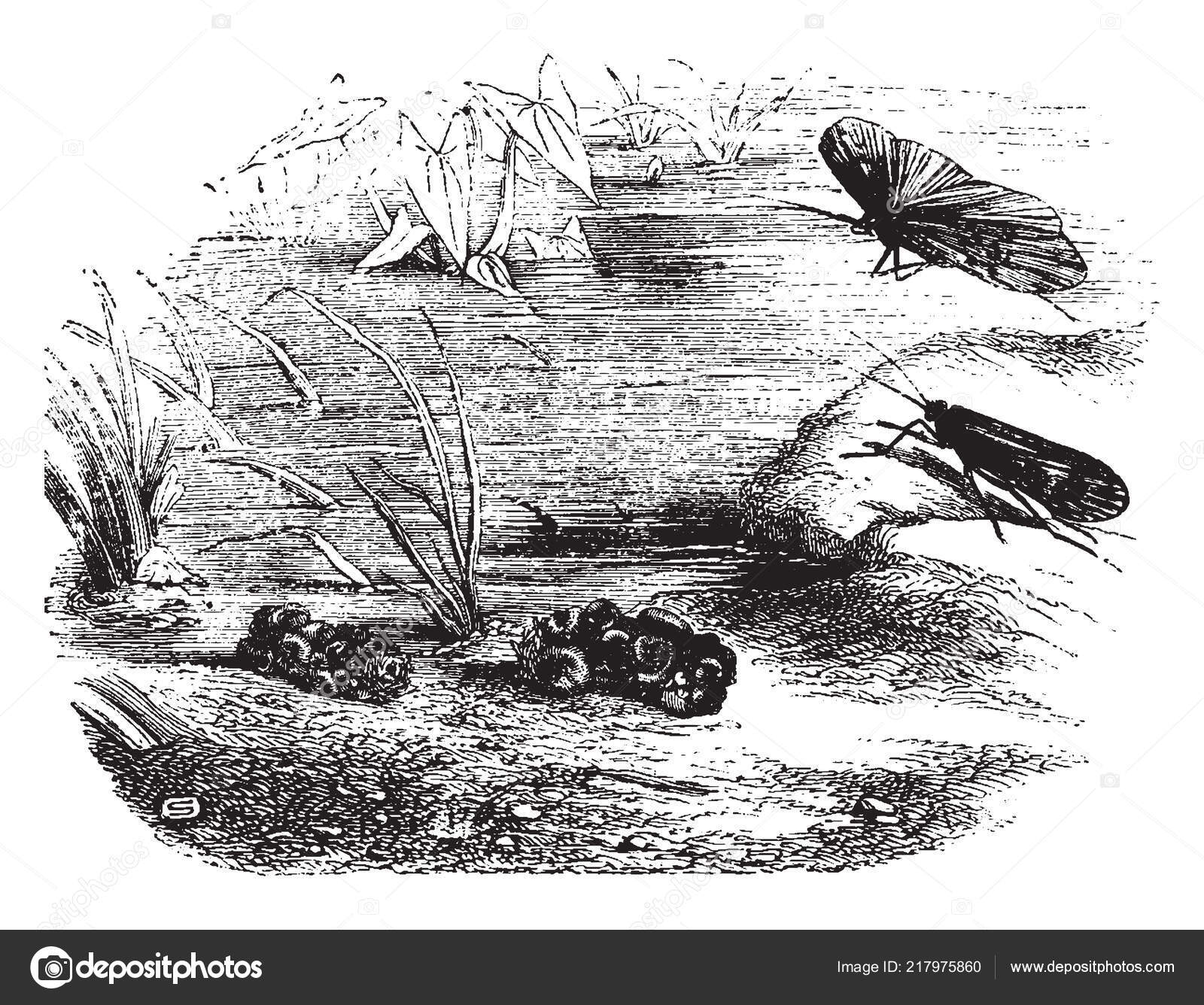 Great Red Sedge Larva Which Inch Long Vintage Line Drawing Stock Vector ...