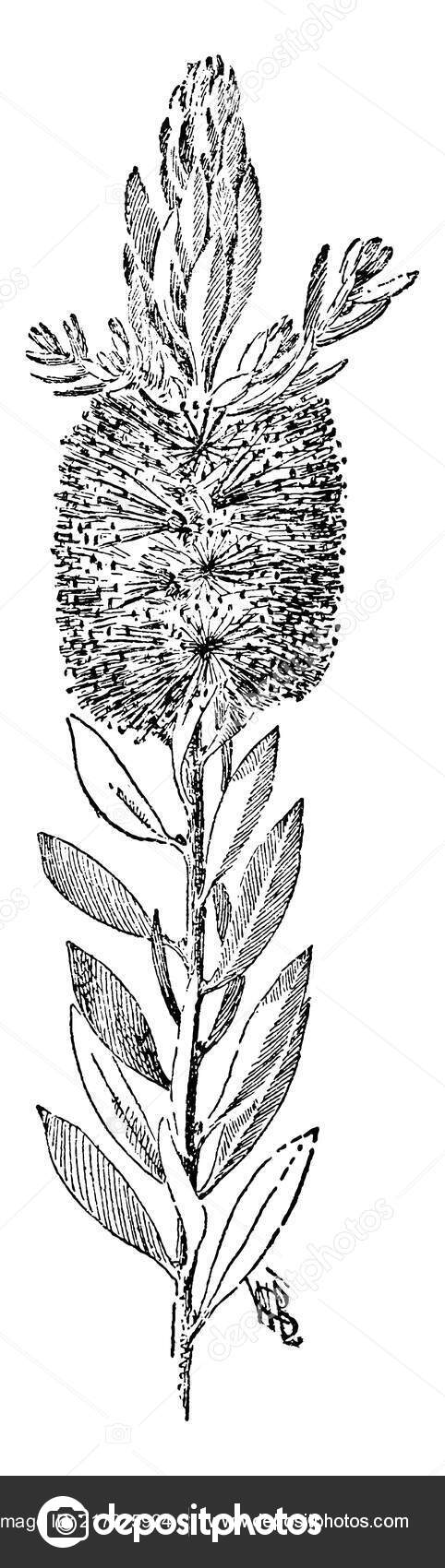 Branch Metrosideros Robusta Native New Zealand Grows Taller Vintage ...