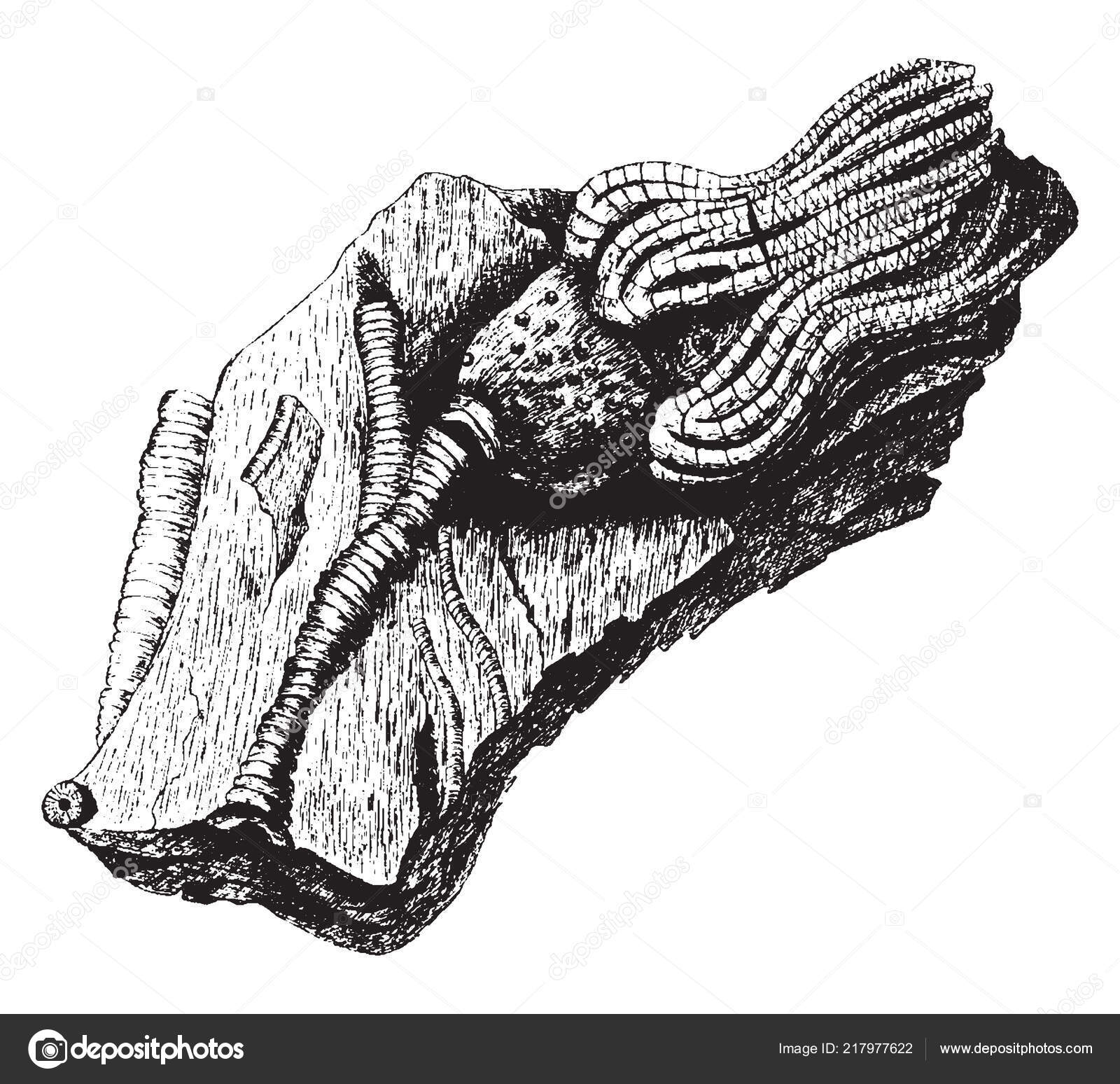 Class Crinoidea Fossil