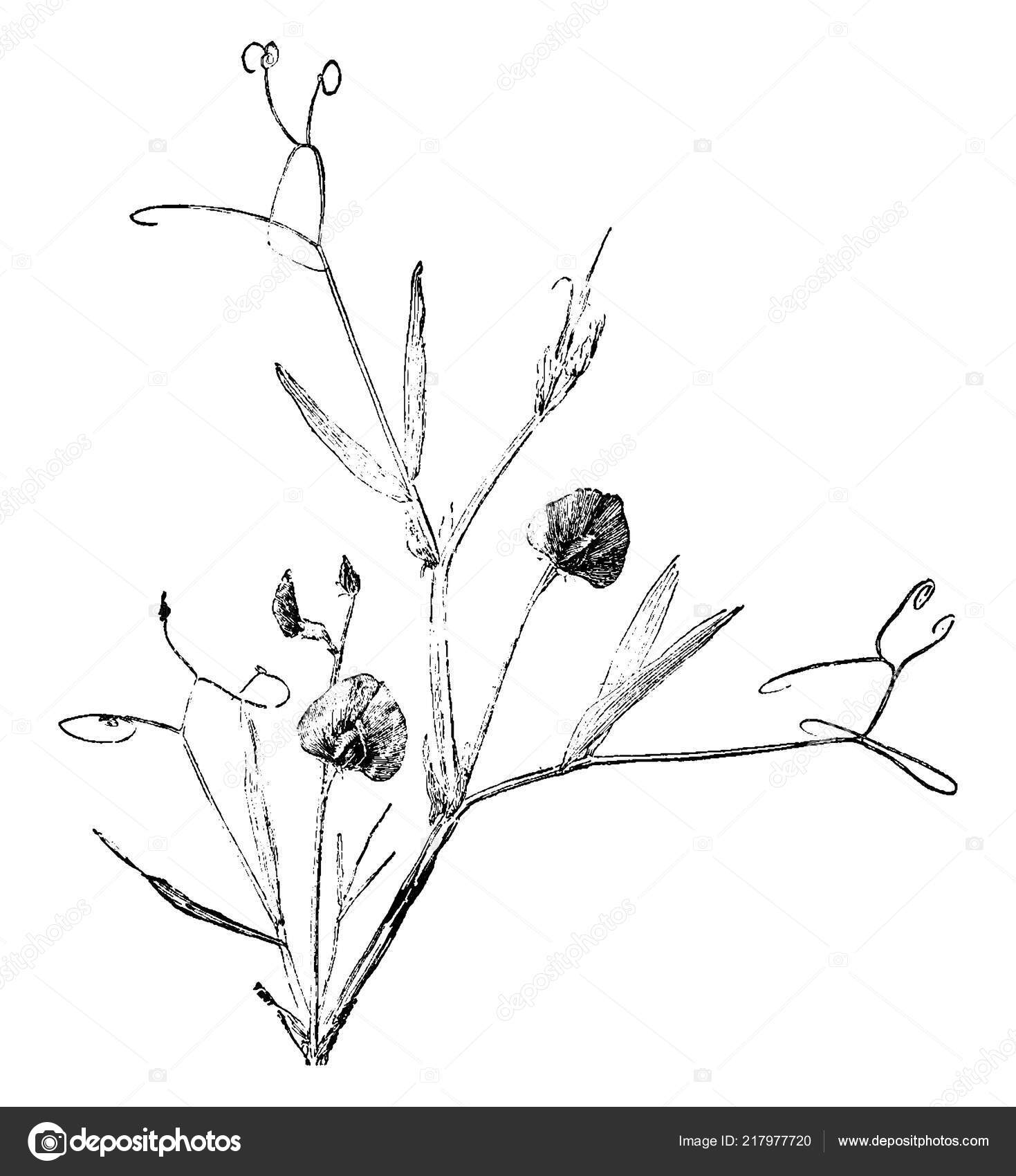 Tangier Scarlet Pea Vine Plant Stems Long Leaves Divided Elliptic Stock ...