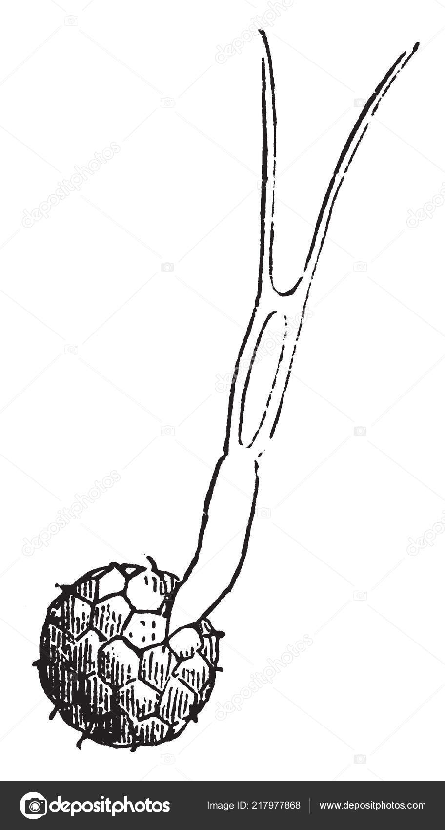 Image Tilletia Secondary Conjugating Spore Vintage Line Drawing ...