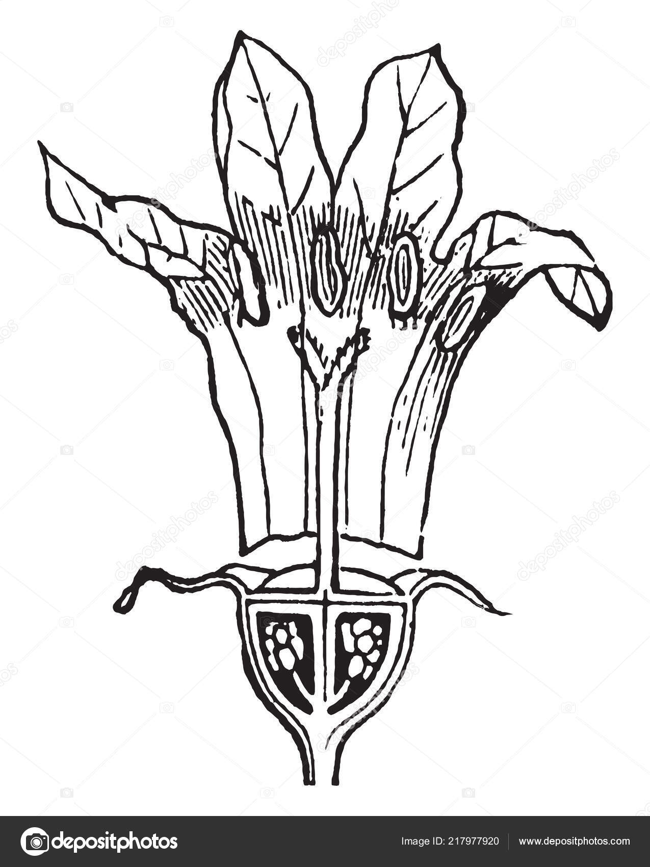 Picture Shows Bluet Flower Stems Tall One Flower Stalk Thrives Stock ...