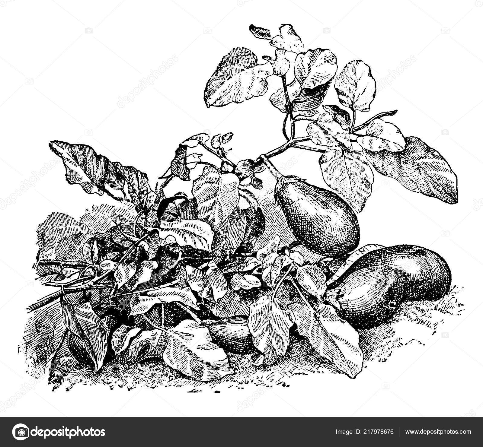 Egg Shaped Pear Shaped Long Dense Leaves Vintage Line Drawing Stock ...