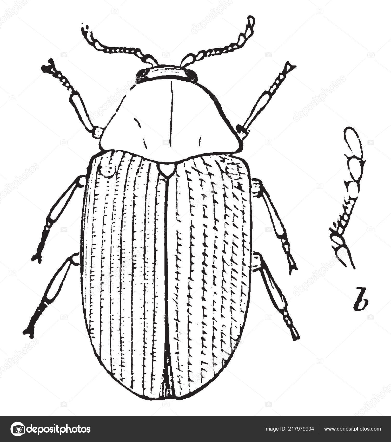 Order Coleoptera