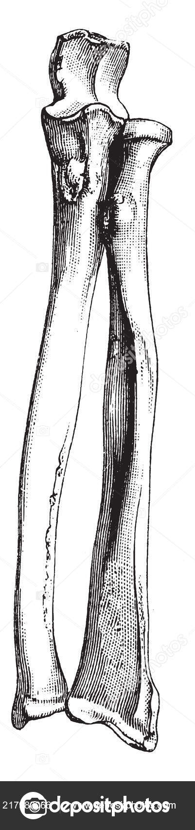 Ulna Elbow Bone Larger Two Bones Joined Humerus Hinge Joint Stock ...