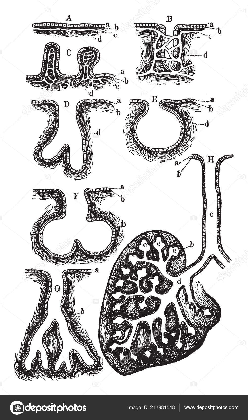 Diagram Represents Forms Glands Vintage Line Drawing Engraving ...