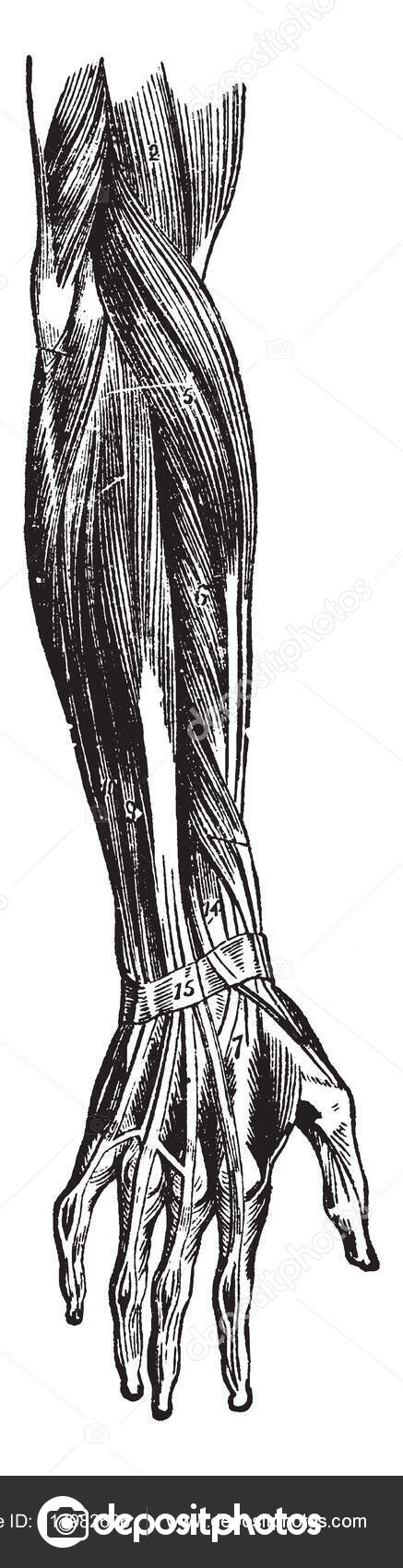 Illustration Represents Back Forearm Muscles Vintage Line Drawing ...