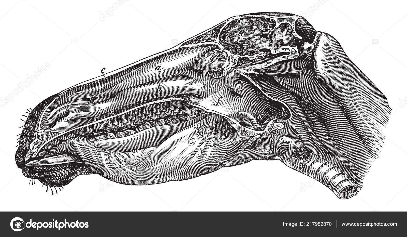 Head Horse Showing Pharynx Nasal Chamber Septum Nasi Being Removed ...