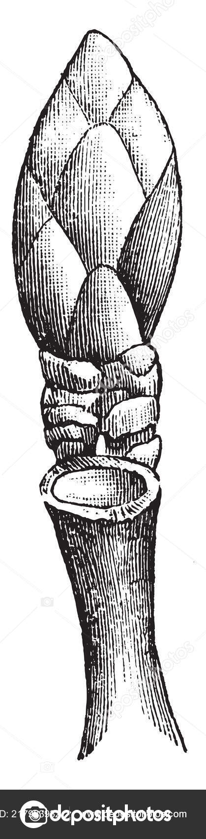 Twig Horse Chestnut Emerging Buds Vintage Line Drawing Engraving ...