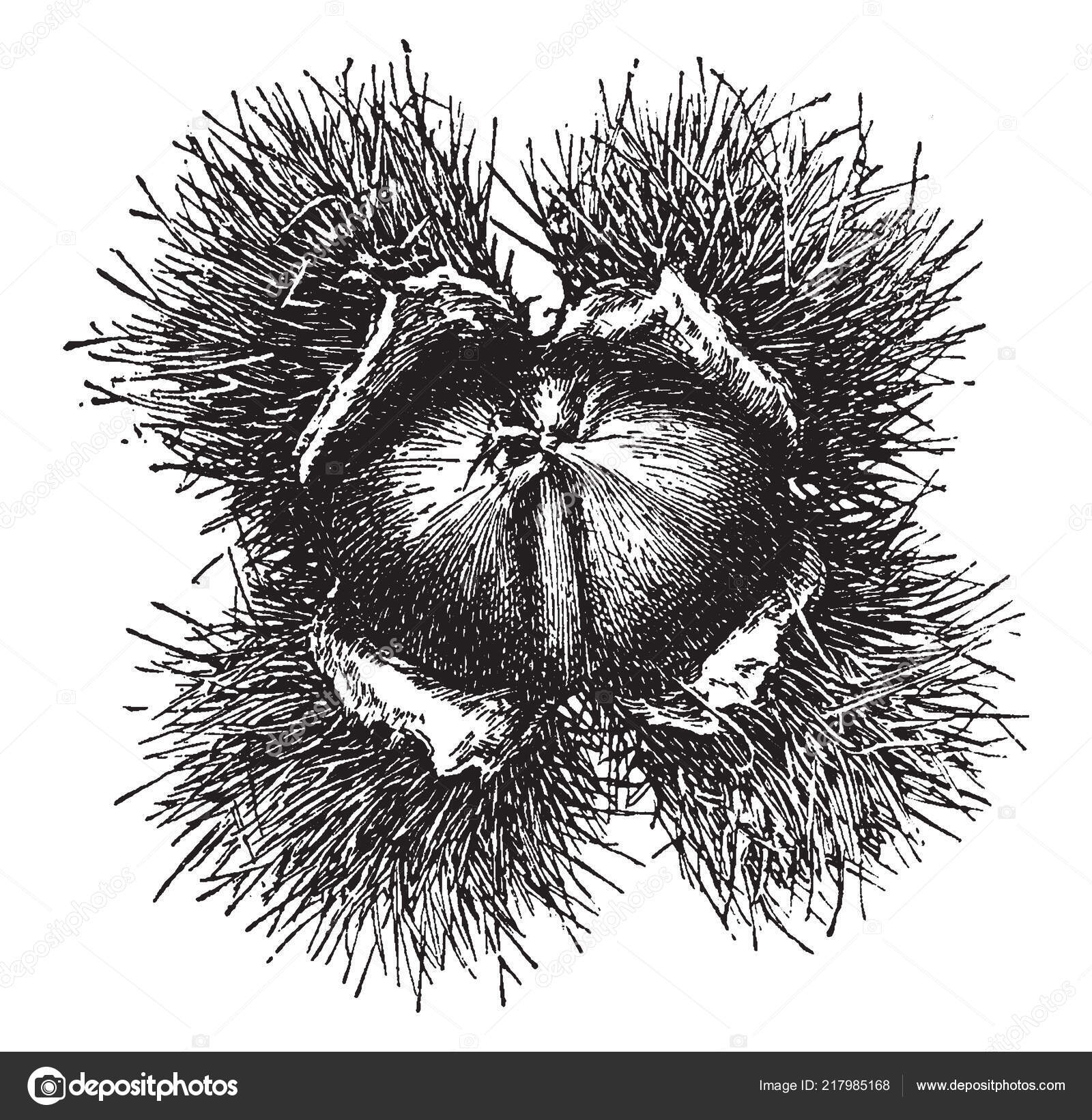 Sketch Big Chestnut Its Bur Vintage Line Drawing Engraving Illustration ...