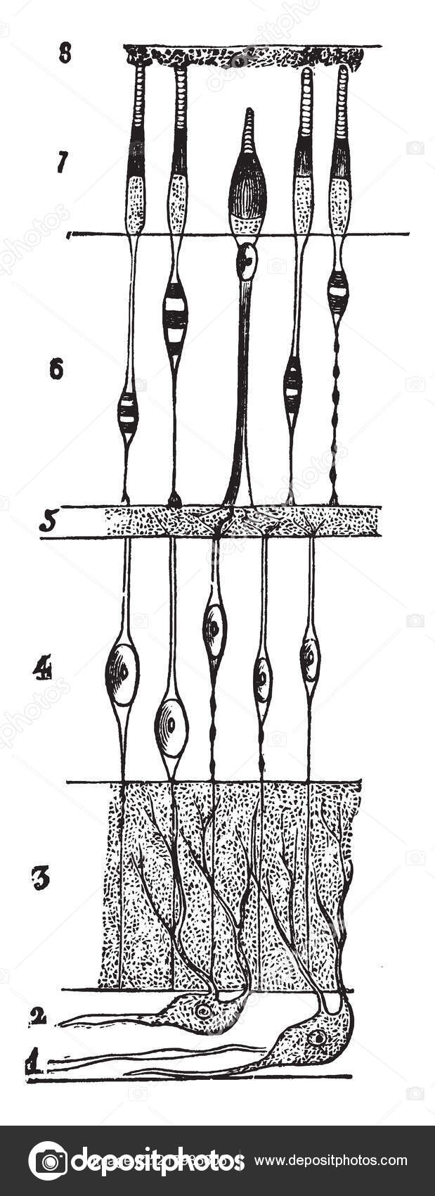 Illustration Represents Structure Retina Vintage Line Drawing Engraving ...
