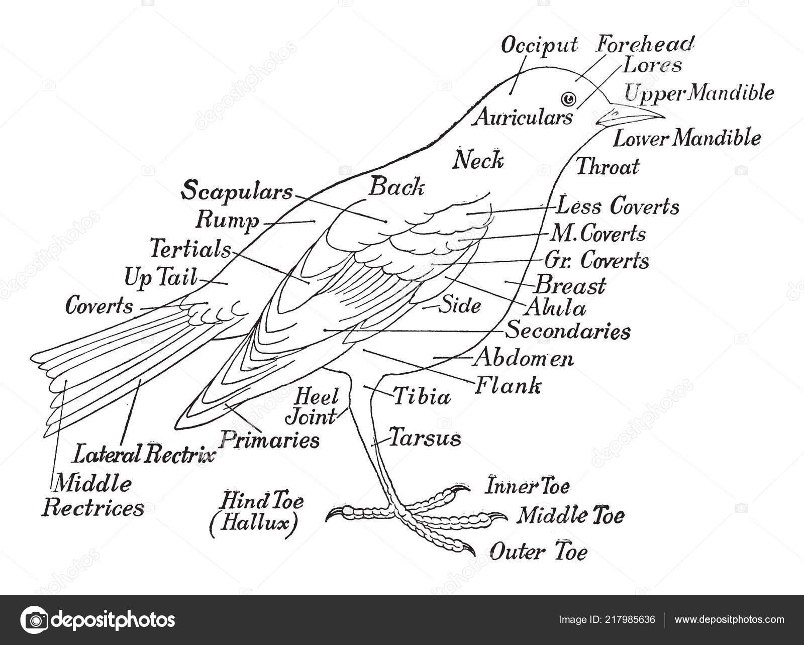 Diagram Represents Labeled Bird Vintage Line Drawing Engraving ...