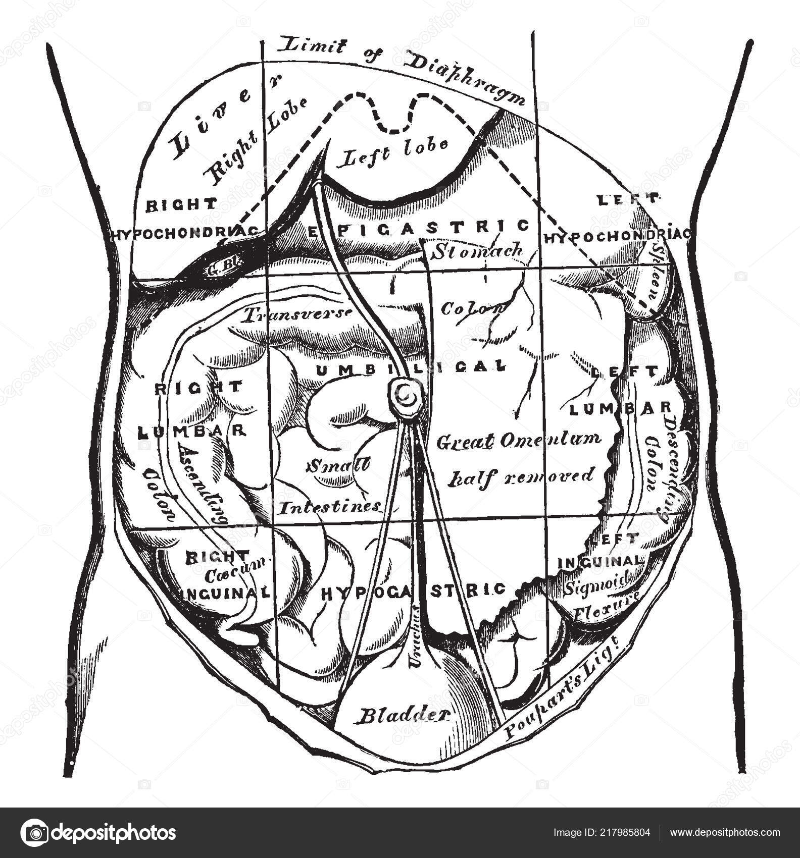 Diagram Represents Various Regions Abdomen Contents Vintage Line ...