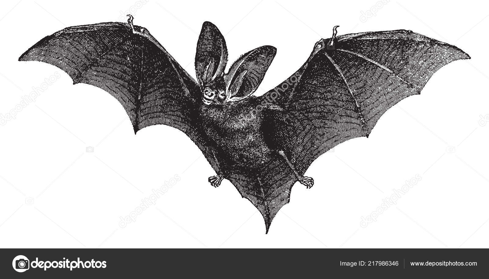 Bat Diagram